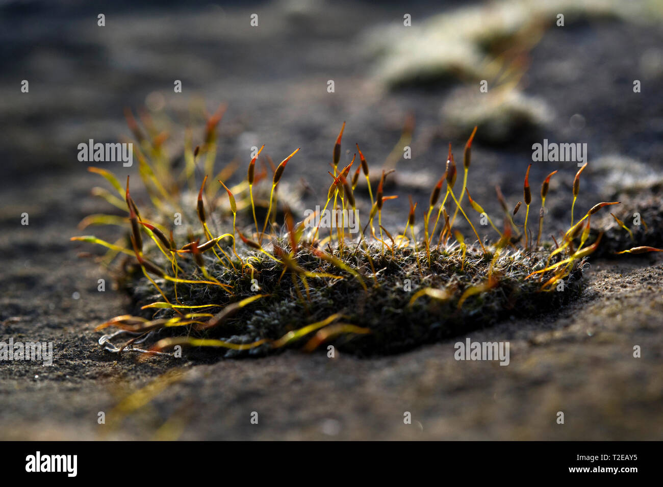 Cemetery in edinburgh hi-res stock photography and images - Alamy
