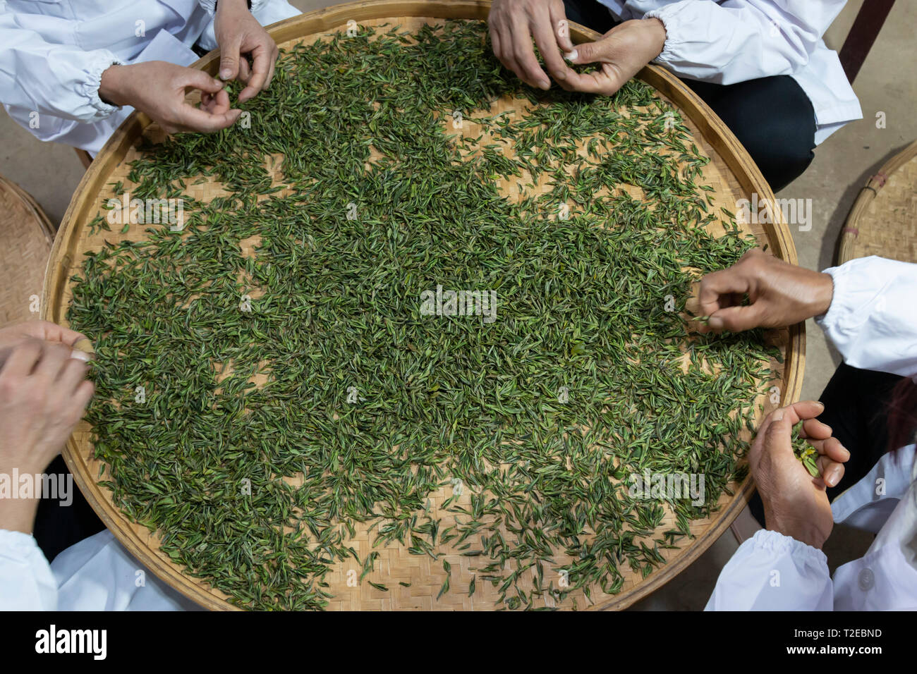 Tea production hi-res stock photography and images - Alamy