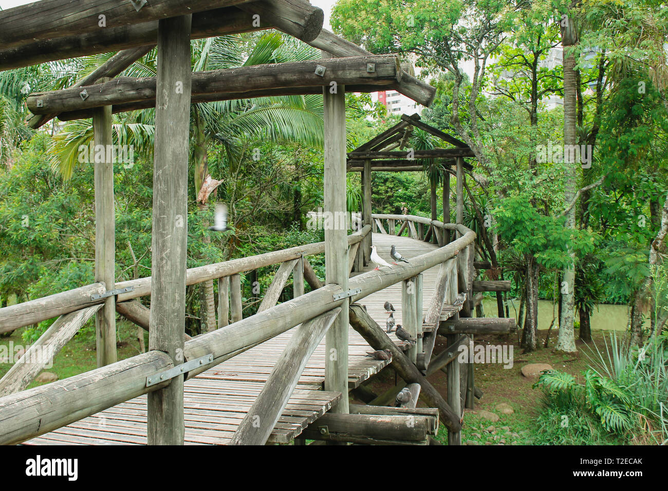 Curitiba forest hi-res stock photography and images - Alamy