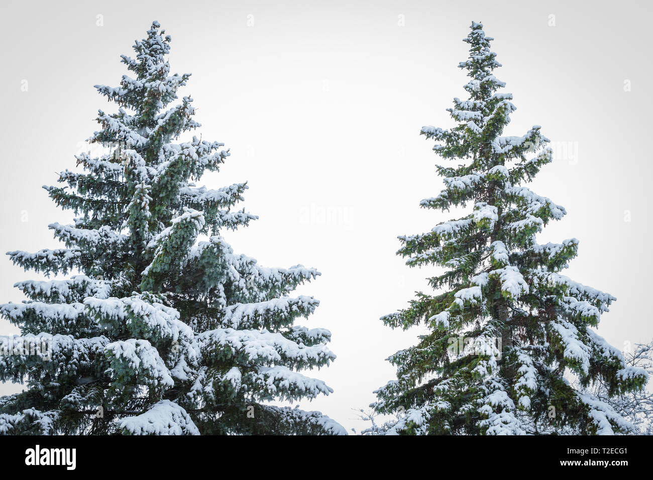 Two evergreens hi-res stock photography and images - Alamy