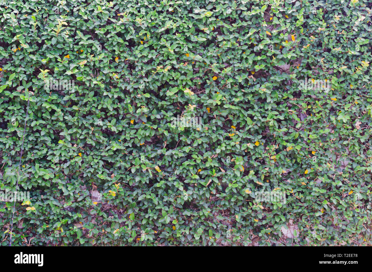 wall image covered with vegetation for background Stock Photo - Alamy