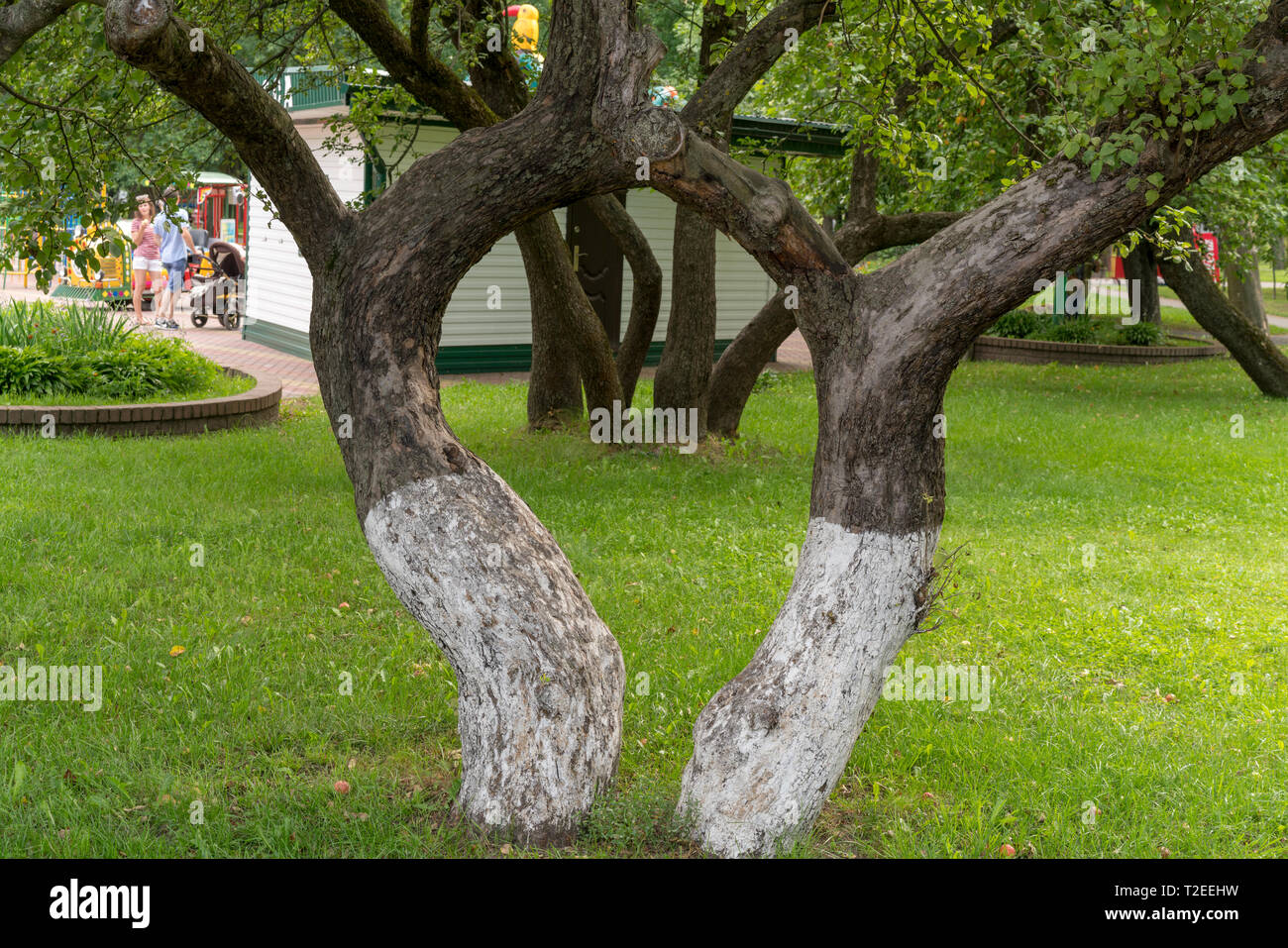 Two curved trees in the city park Stock Photo - Alamy