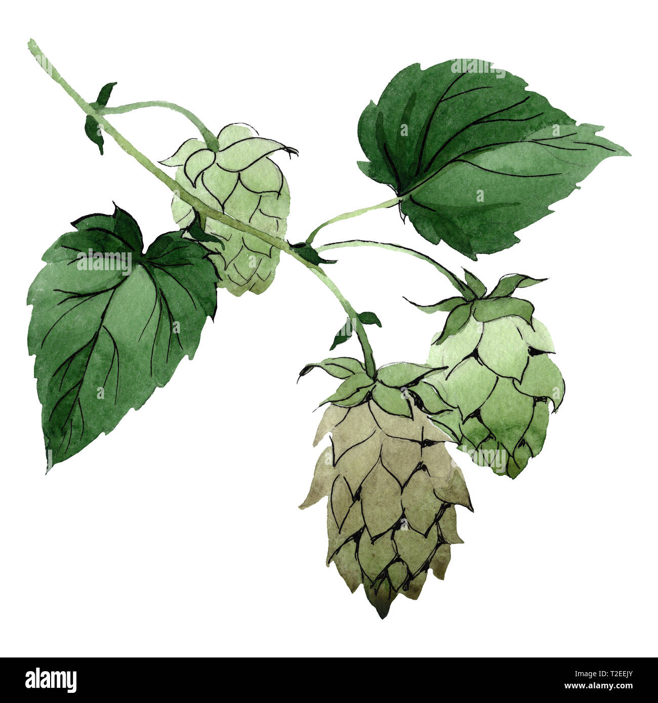 Green humulus lupulus. Leaf plant botanical garden floral foliage ...