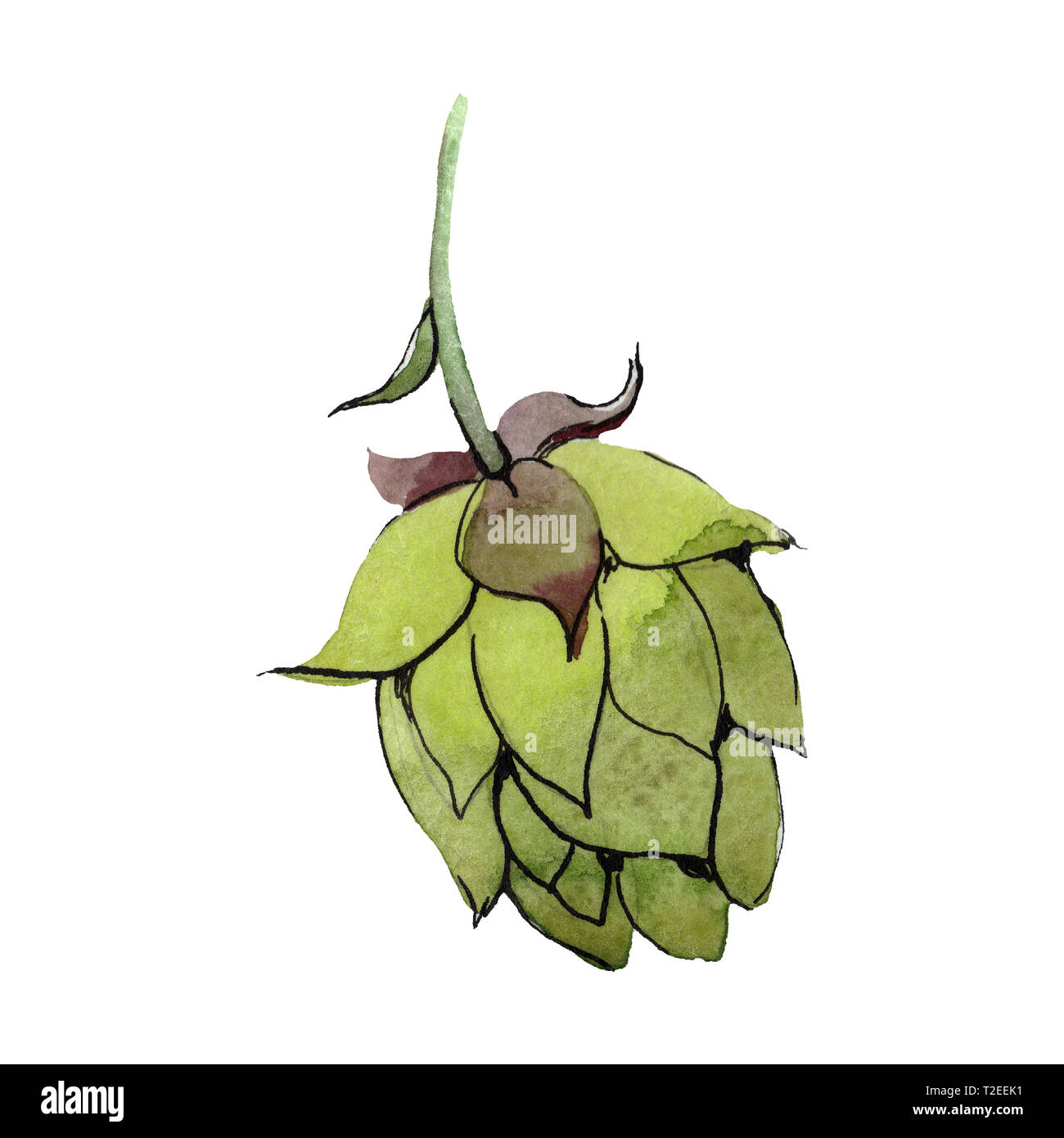 Green humulus lupulus. Leaf plant botanical garden floral foliage ...