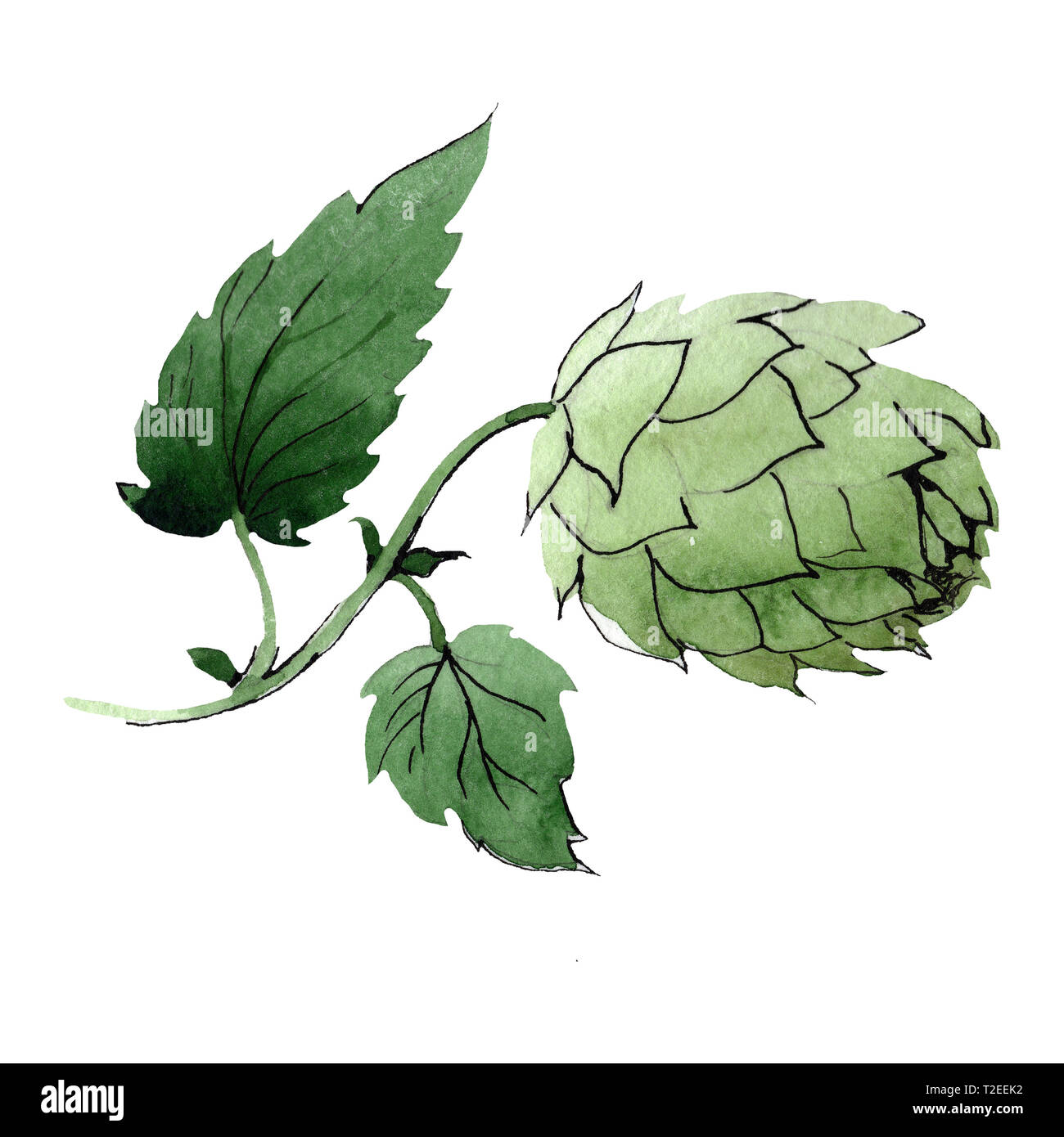 Green humulus lupulus. Leaf plant botanical garden floral foliage ...