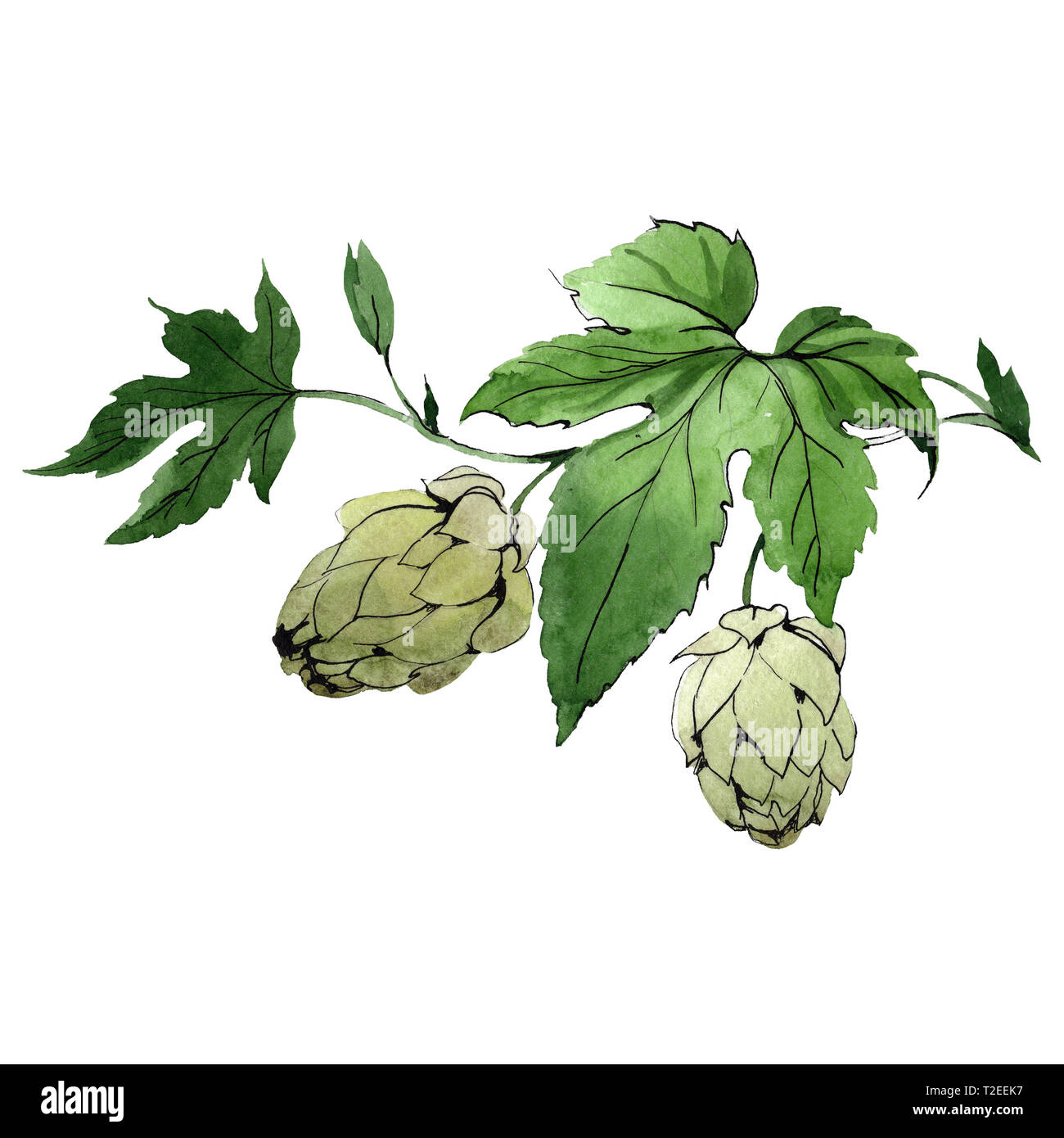 Green humulus lupulus. Leaf plant botanical garden floral foliage ...