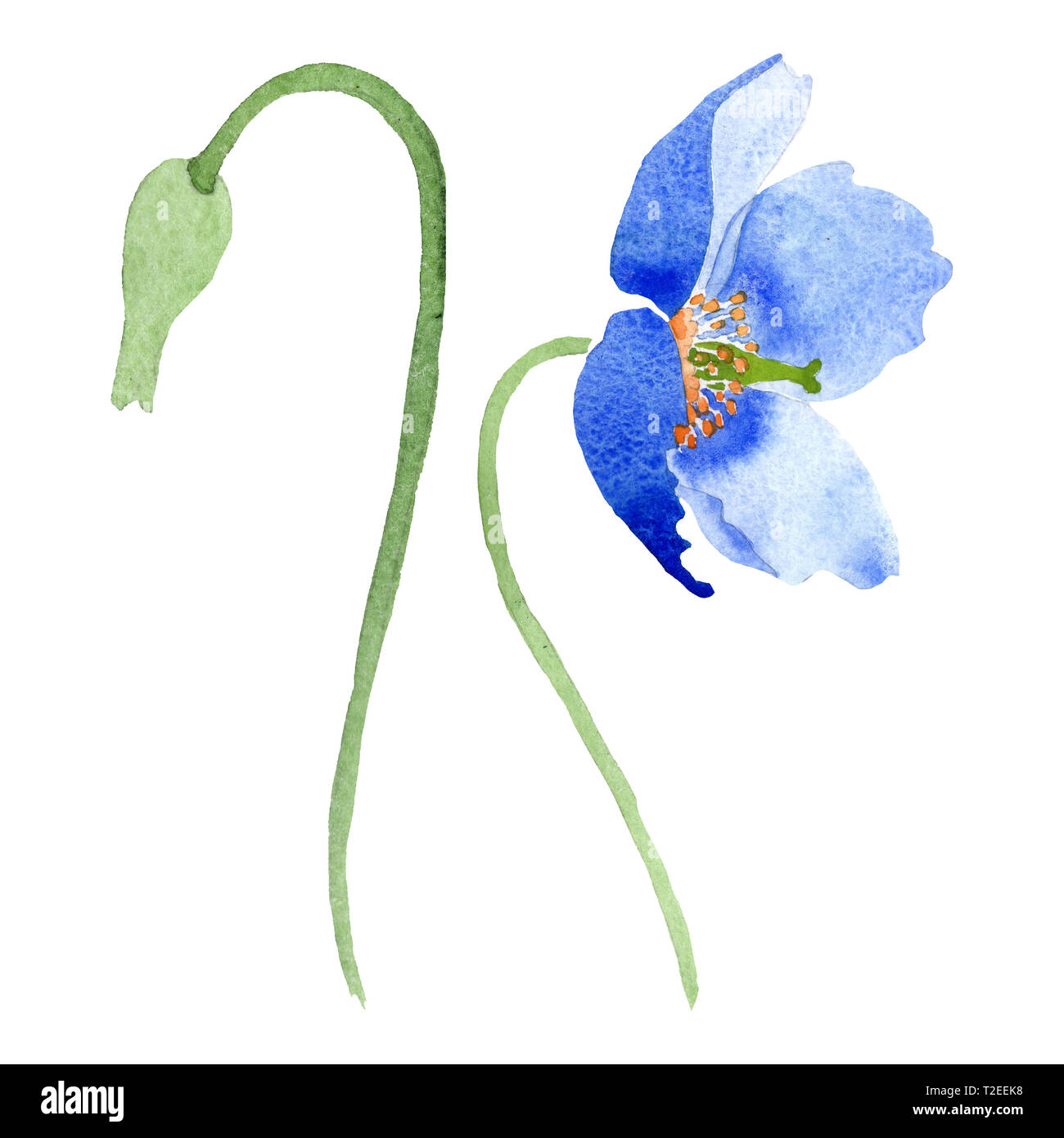 Blue poppy floral botanical flowers. Wild spring leaf wildflower ...