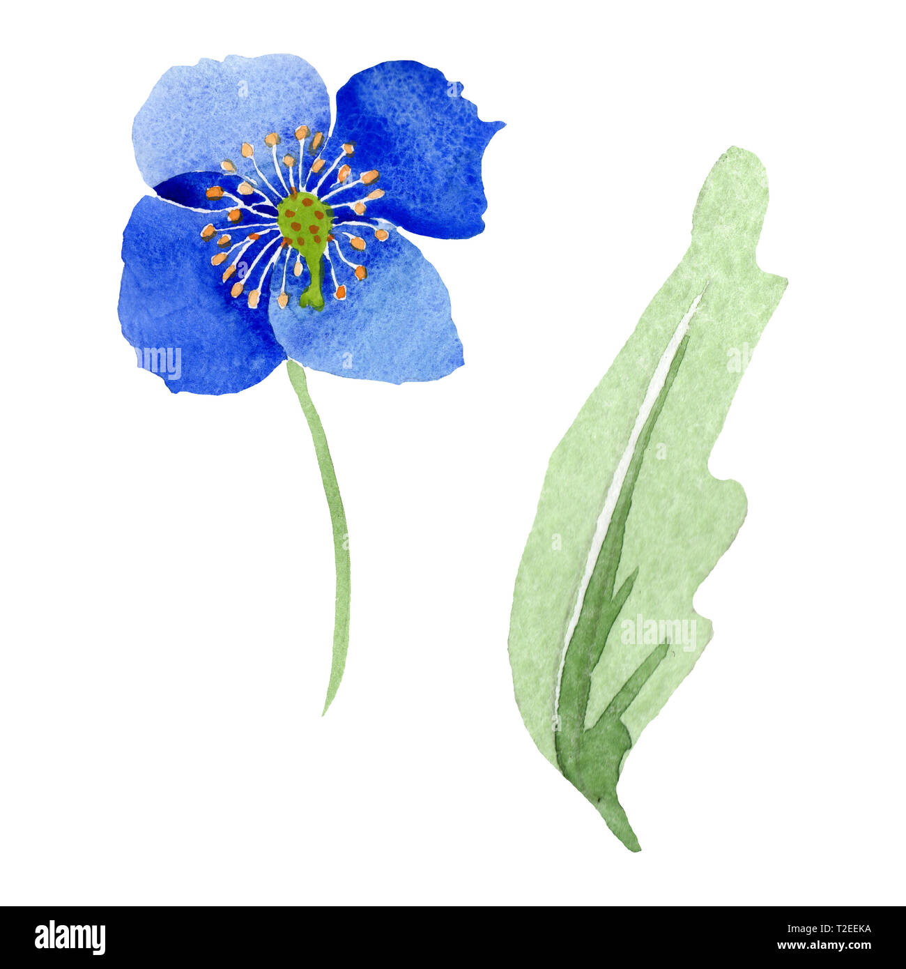 Blue poppy floral botanical flowers. Wild spring leaf wildflower ...