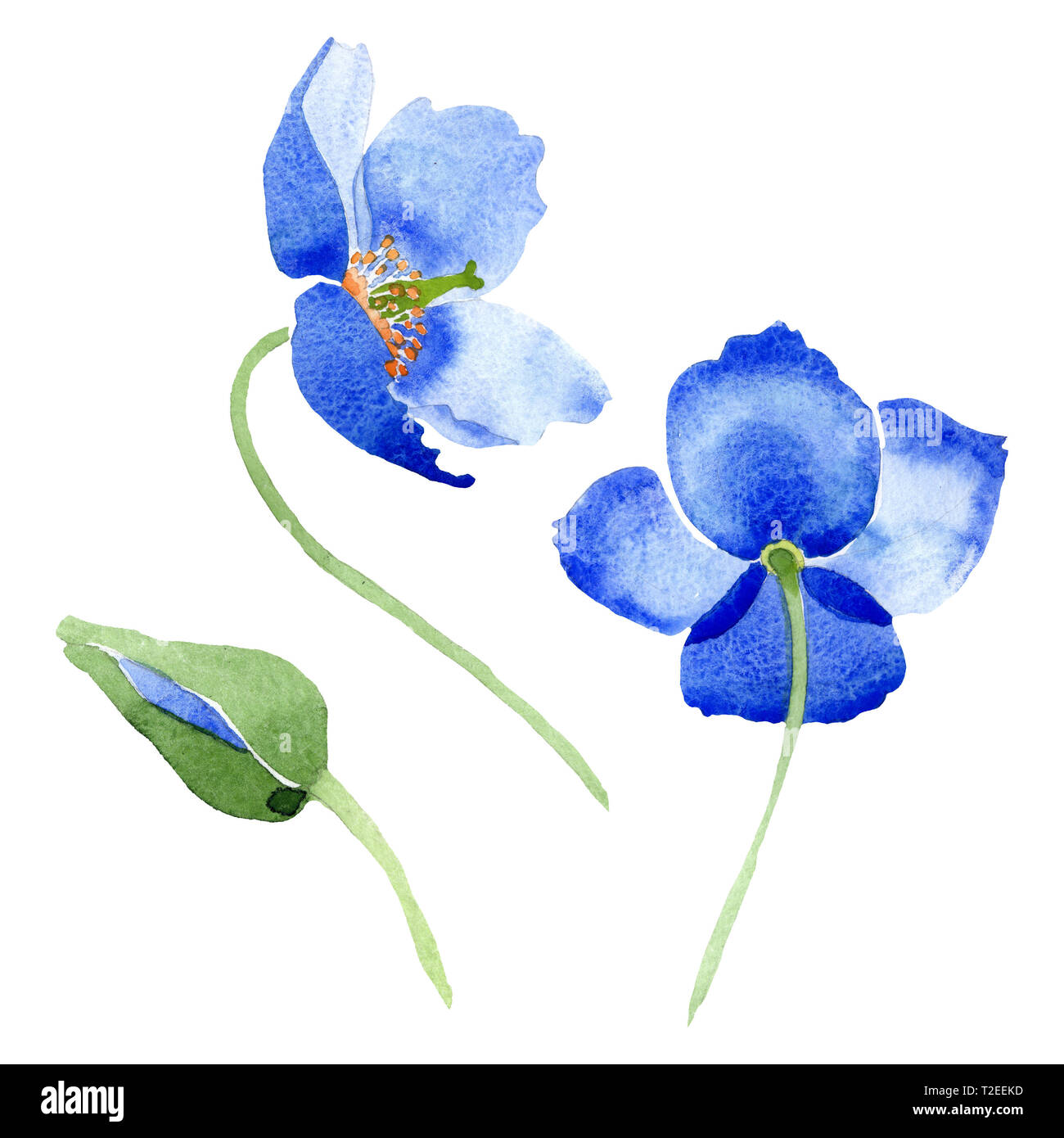 Blue poppy floral botanical flowers. Wild spring leaf wildflower ...