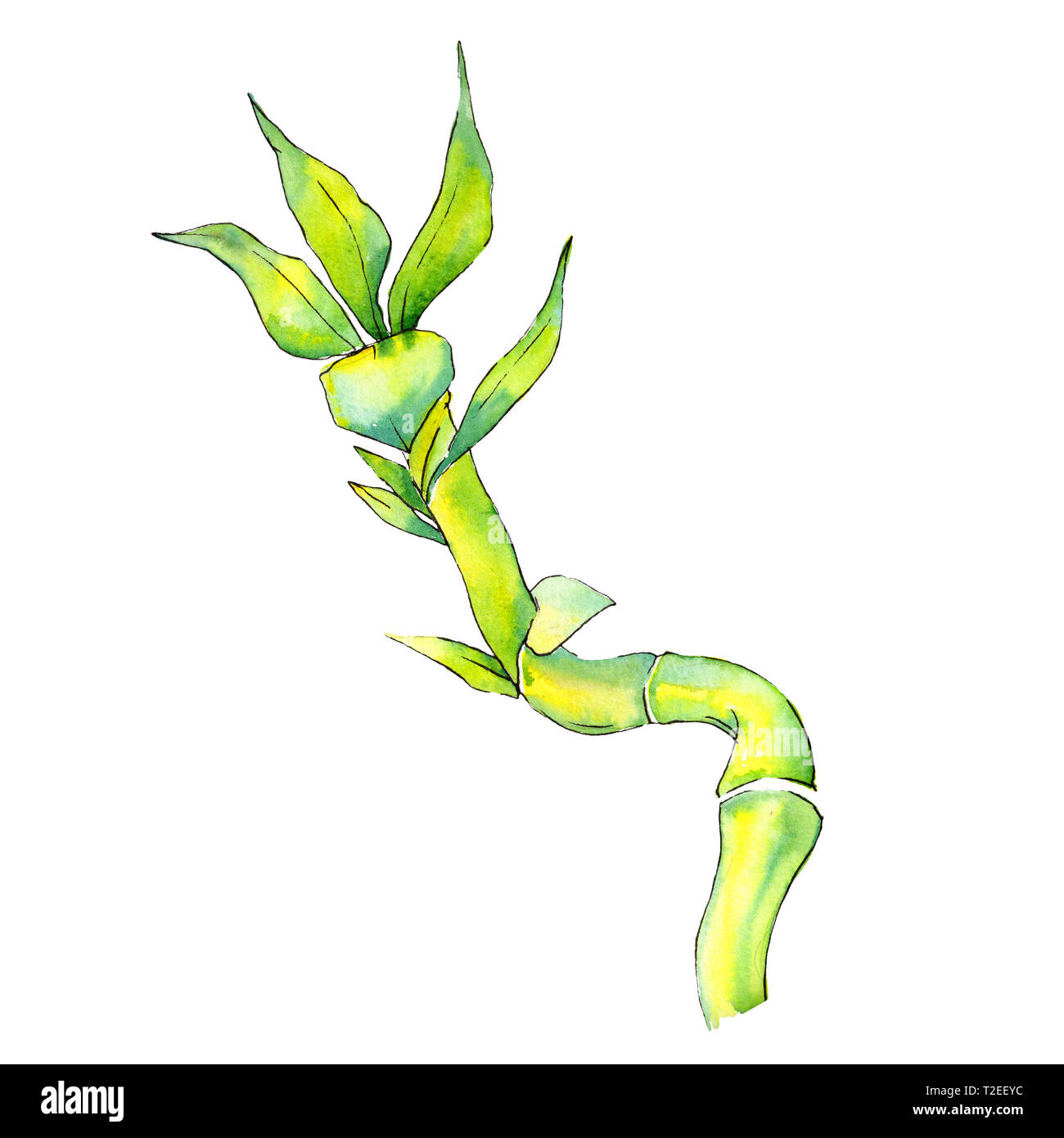 Bamboo Green leaves and steam. Leaf plant botanical garden floral ...