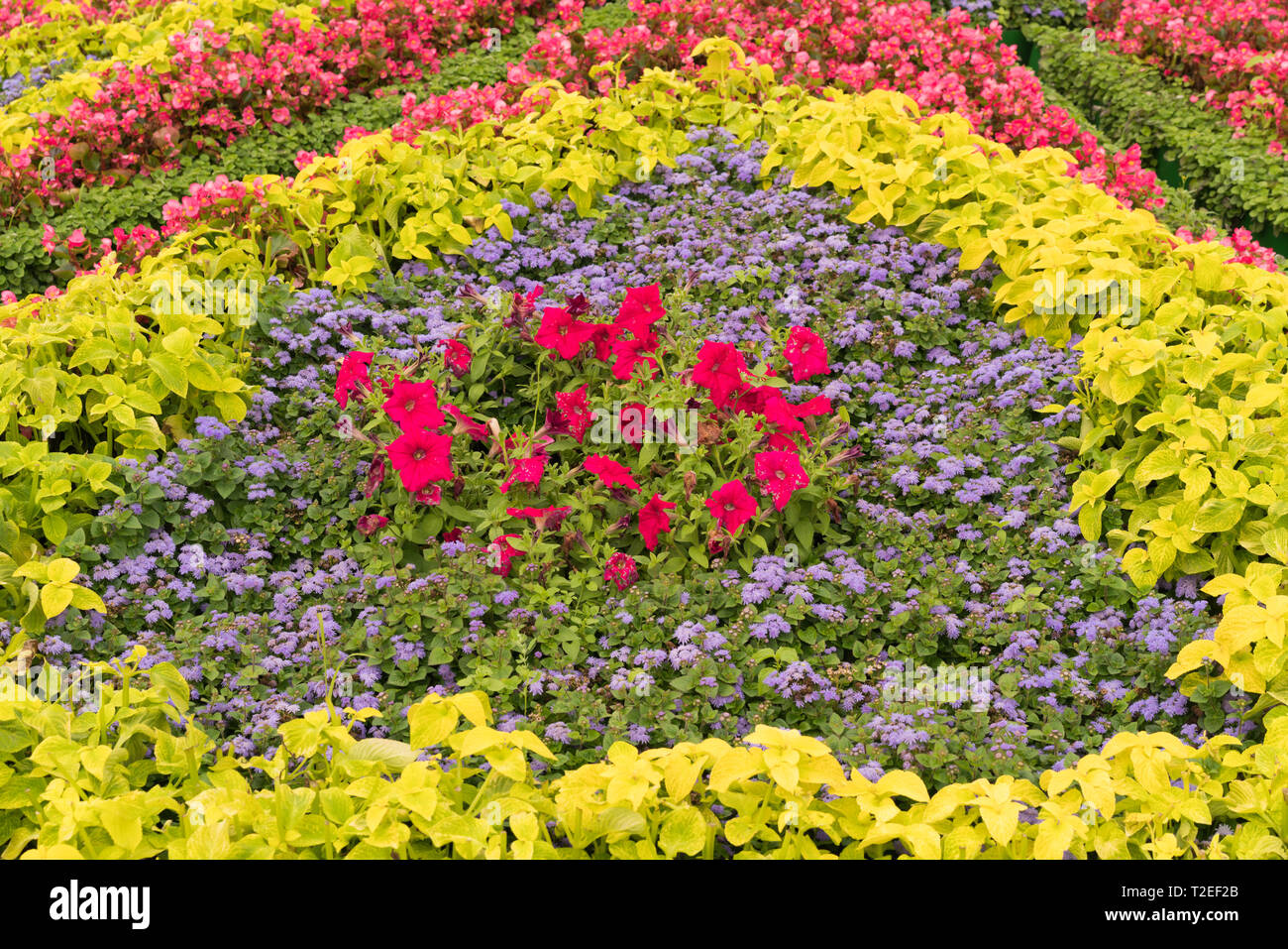 Composition flower hi-res stock photography and images - Alamy