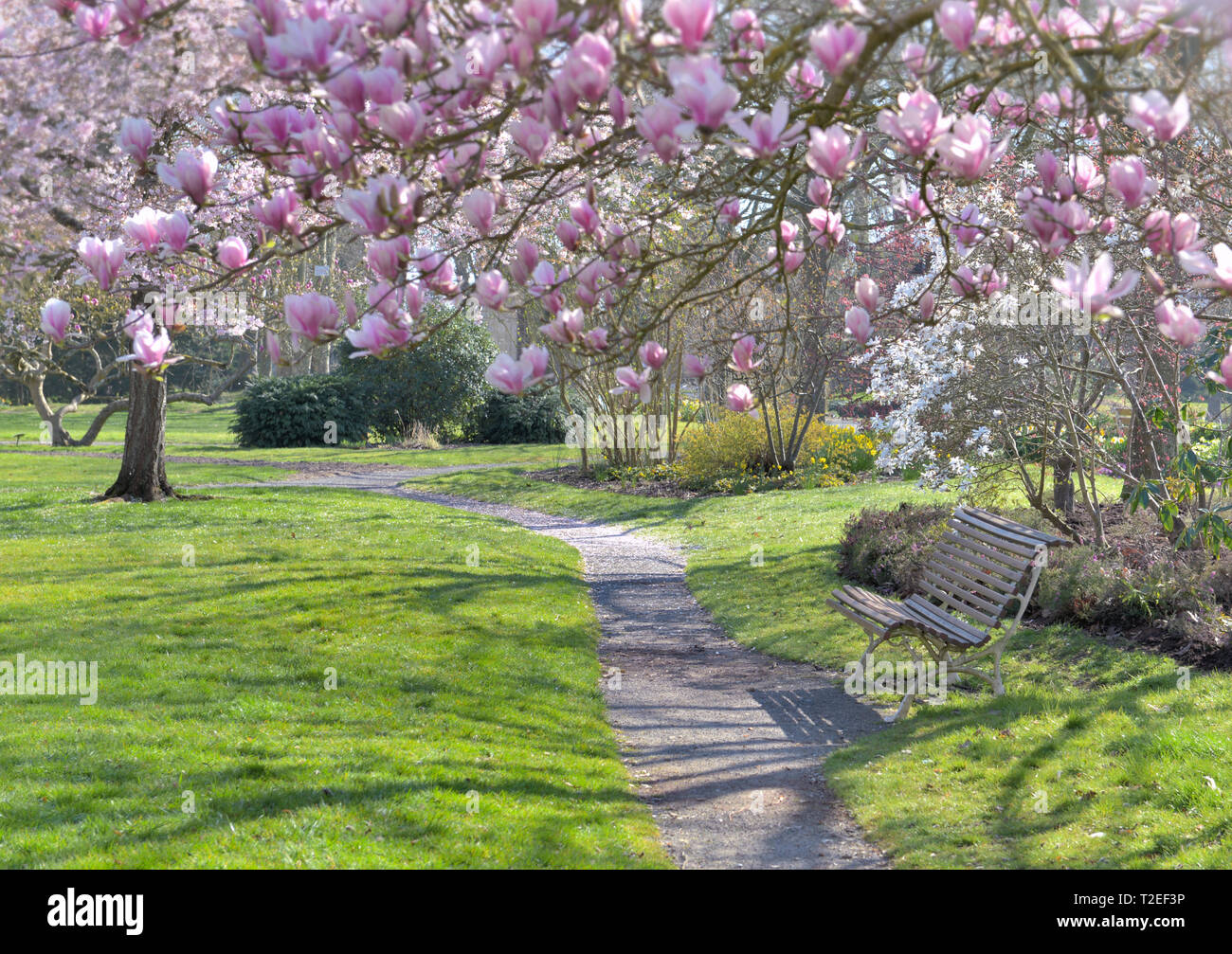 Magnolia tree bench hi-res stock photography and images - Alamy