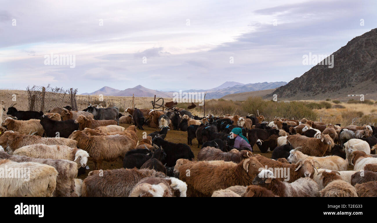 bayan Ulgii, Mongolia, 3rd October 2015: mongolian nomad woman milking ...