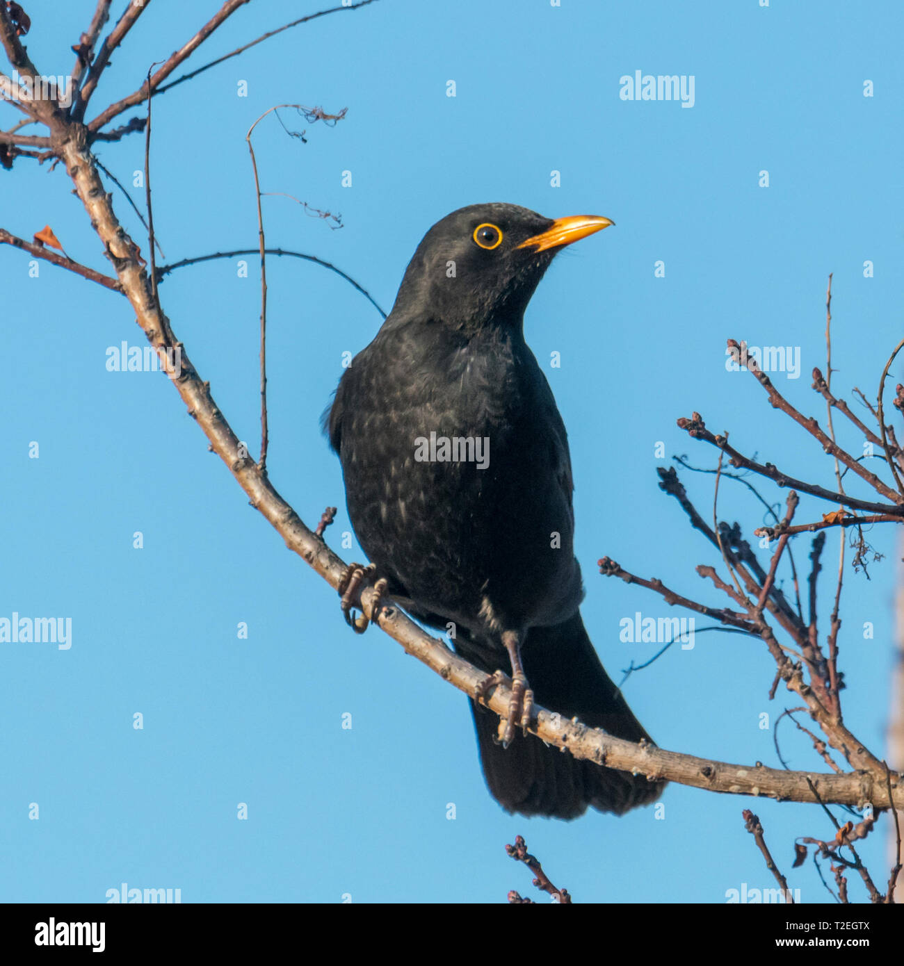 Blue nightingale hi-res stock photography and images - Alamy