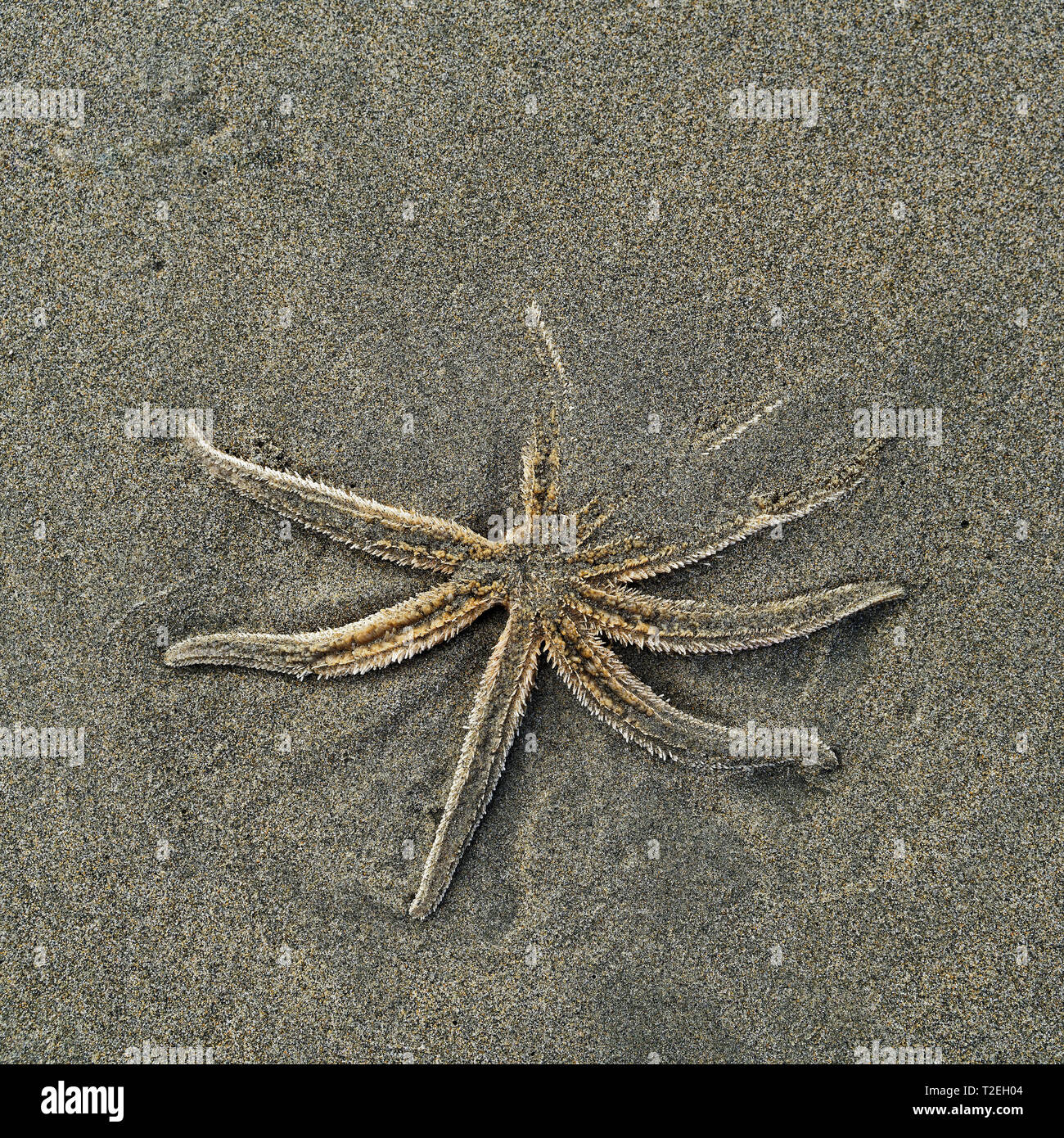 Dead starfish shore hi-res stock photography and images - Alamy
