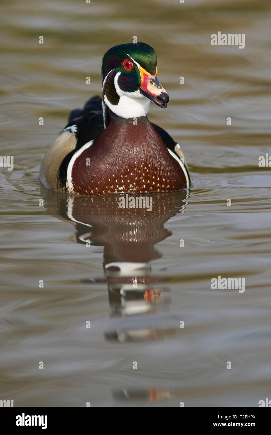 Wood Duck (Aix sponsa) showing ornate and colourful plumage Stock Photo ...