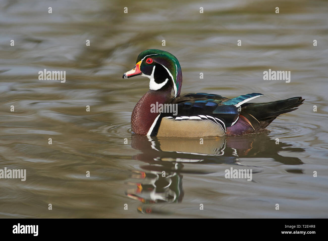 Wood duck colourful bird hi-res stock photography and images - Alamy