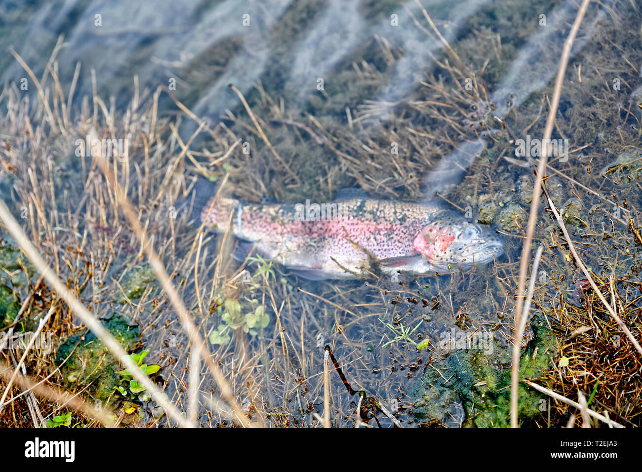 Causes water pollution hi-res stock photography and images - Alamy