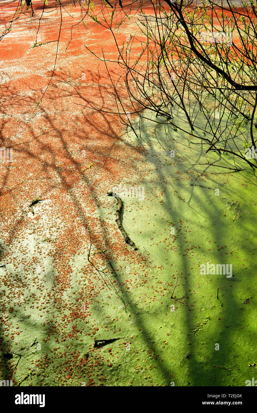 Red and green algae floating on top of lake surface Stock Photo - Alamy