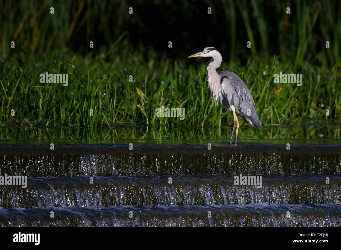 Heron sunning hi-res stock photography and images - Alamy