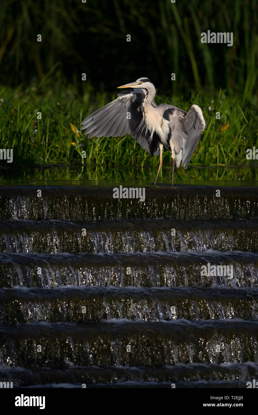 Grey heron preening on river hi-res stock photography and images - Alamy