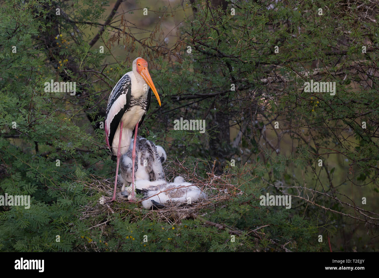 Nesting Painted Storks in India Stock Photo - Alamy