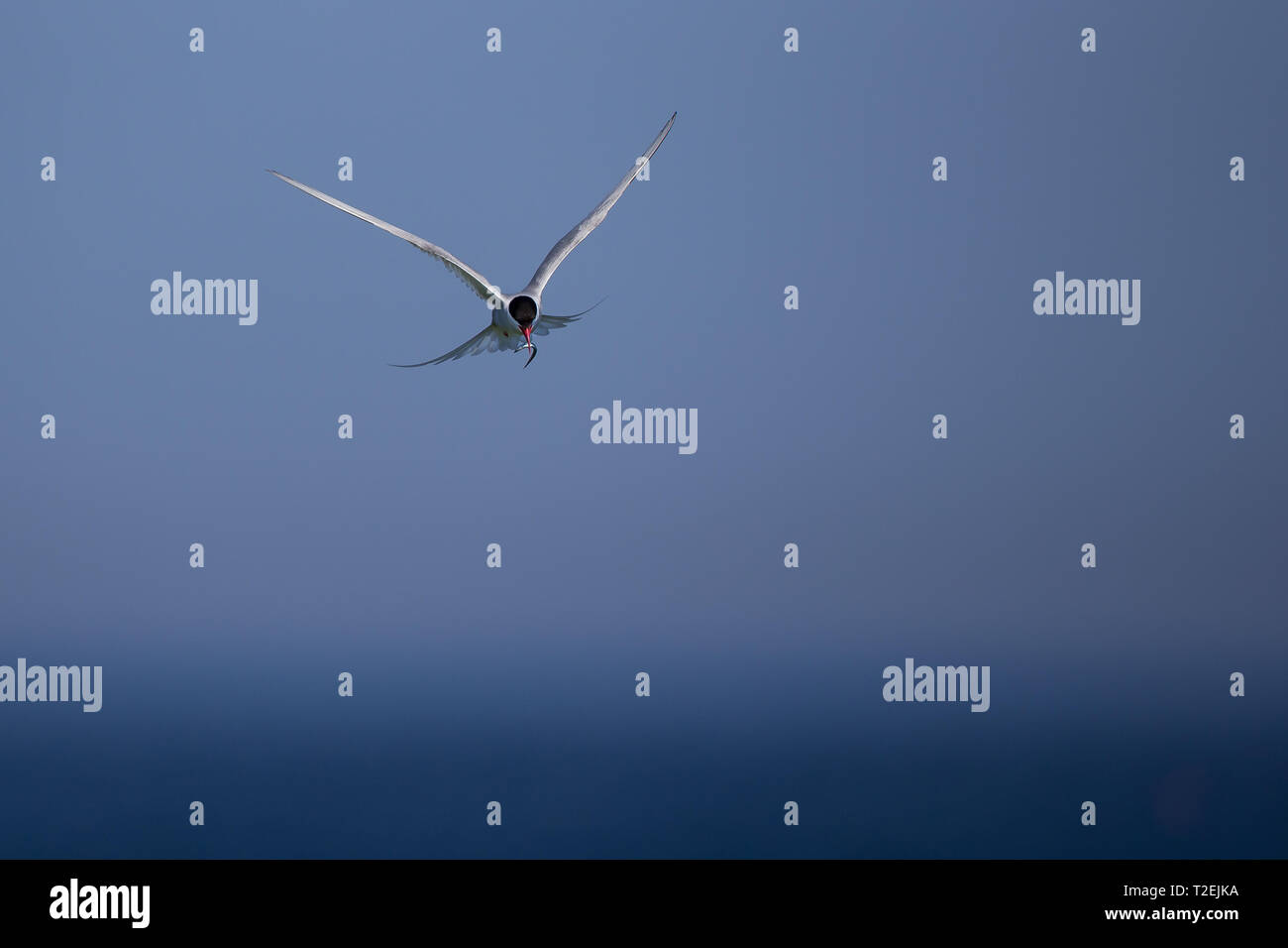 Arctic Terns in flight Stock Photo - Alamy