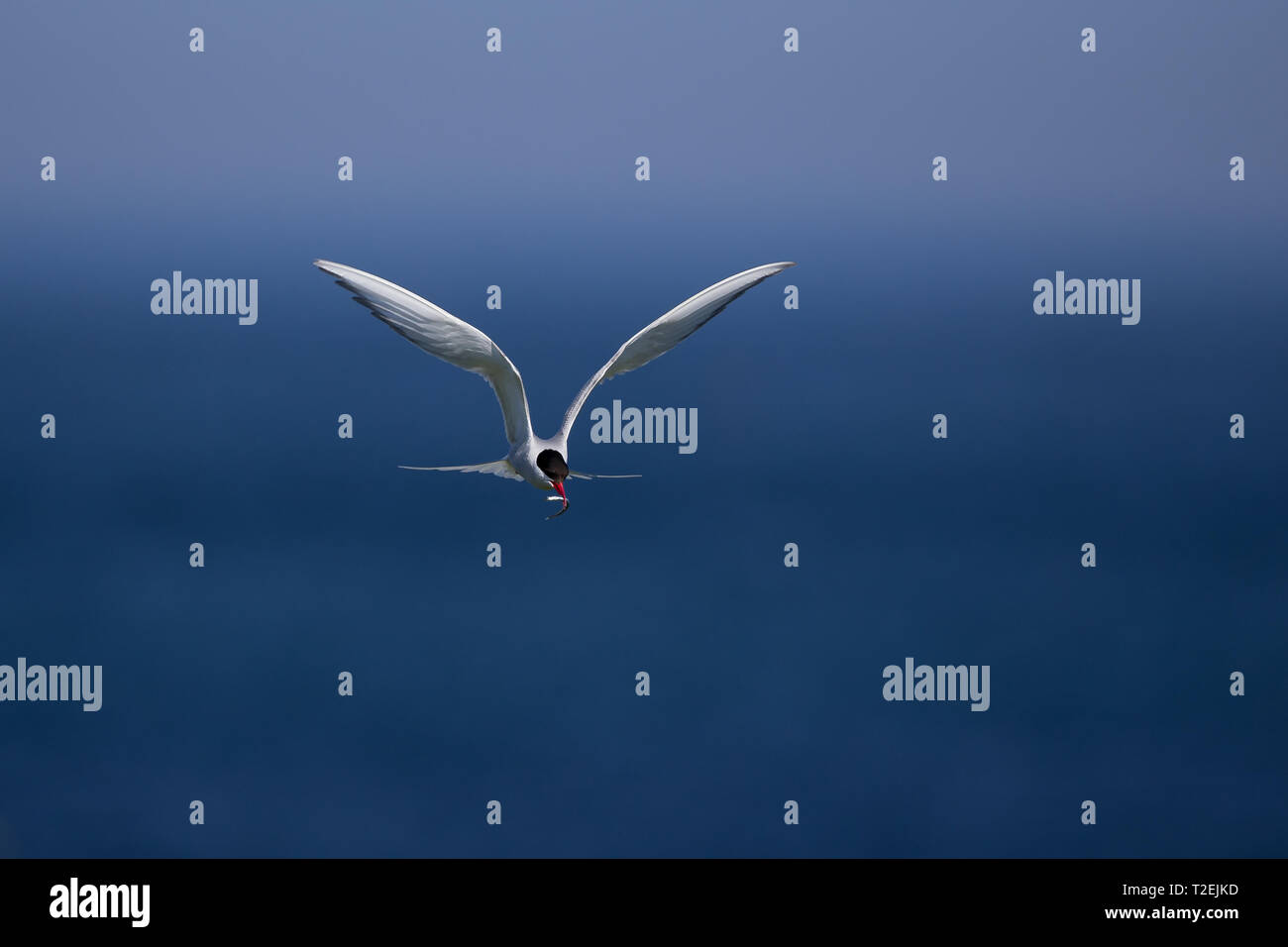 Arctic Terns in flight Stock Photo - Alamy
