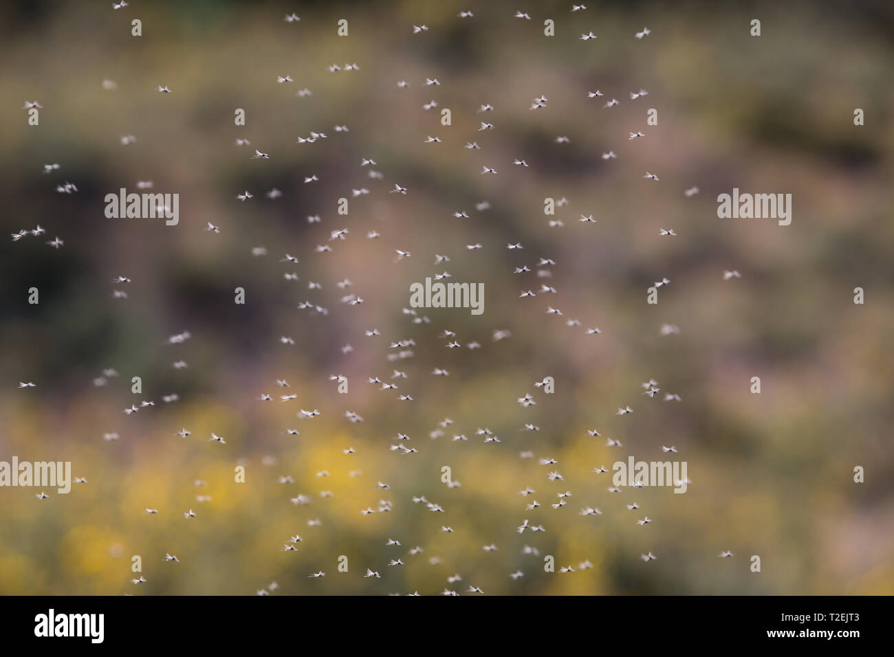Swarm of midges in Dorset Stock Photo - Alamy