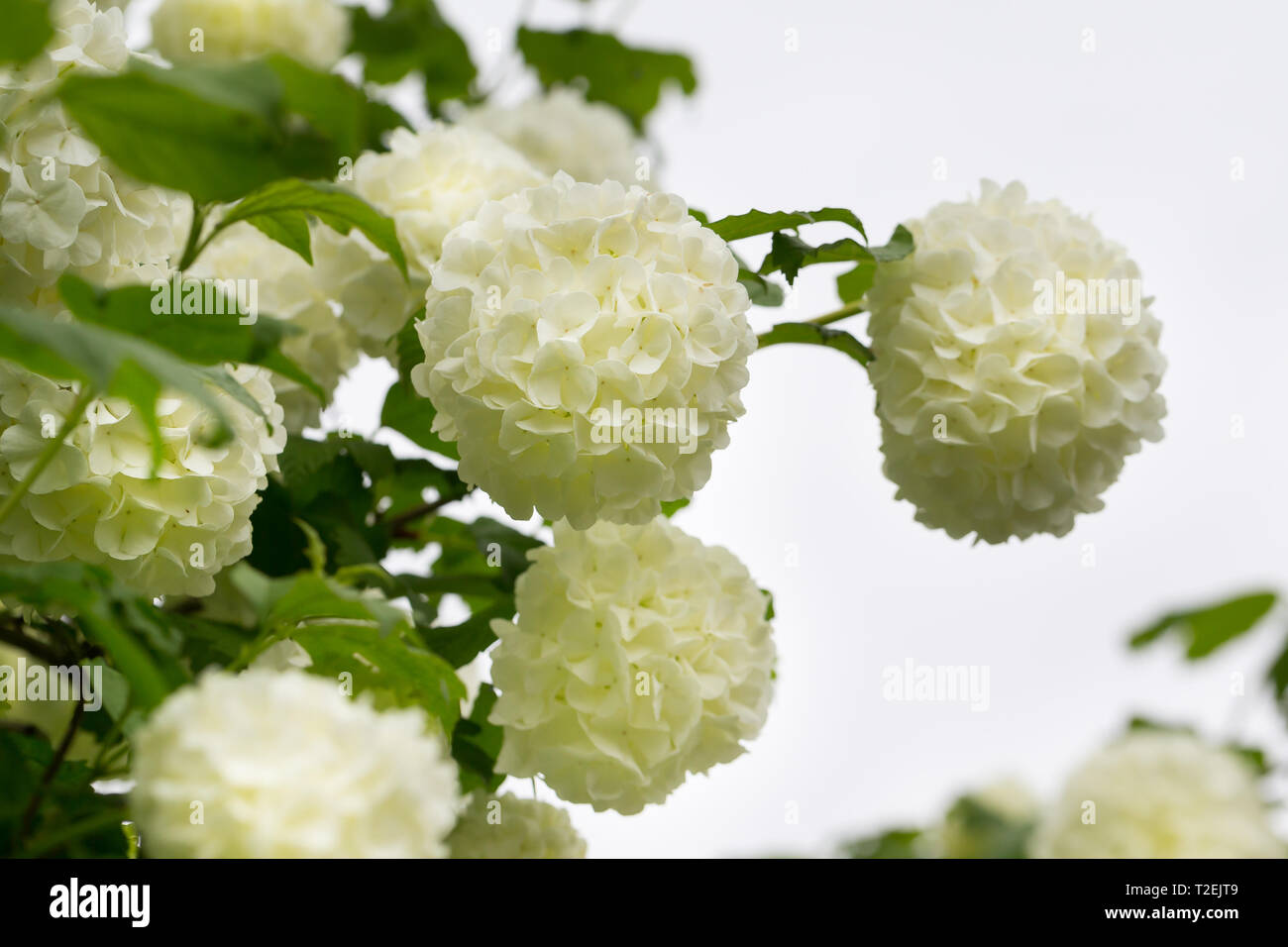 White Pom-pom flower blooms Stock Photo - Alamy