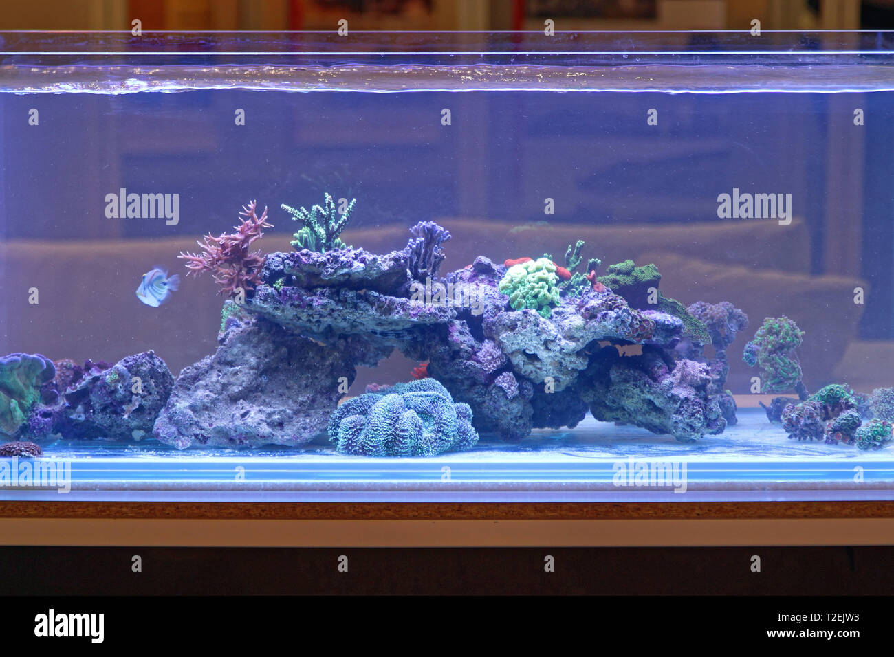 Fish Tank With Tropical Coral Reef Aquarium Stock Photo - Alamy