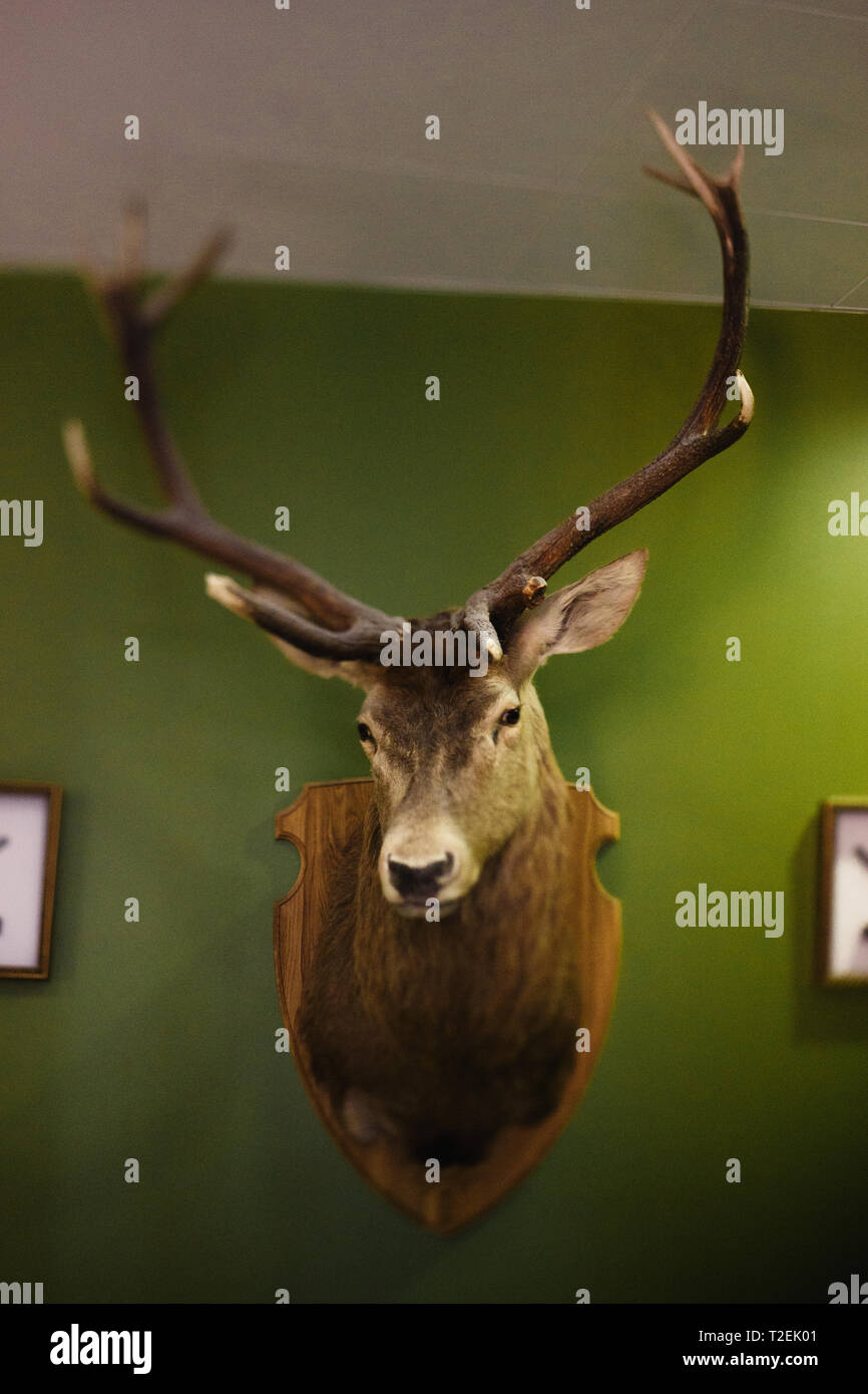 Head of a Deer hanging on a green Wall between frames of art - Unusual ...
