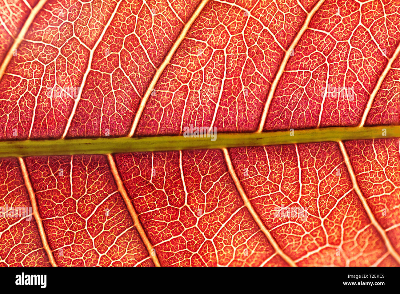 red young leaves of mango closeup. abstract background of surface leaf ...