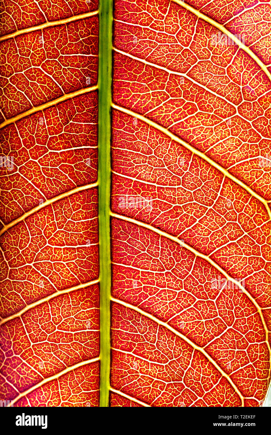 Lush green mango tree hi-res stock photography and images - Alamy