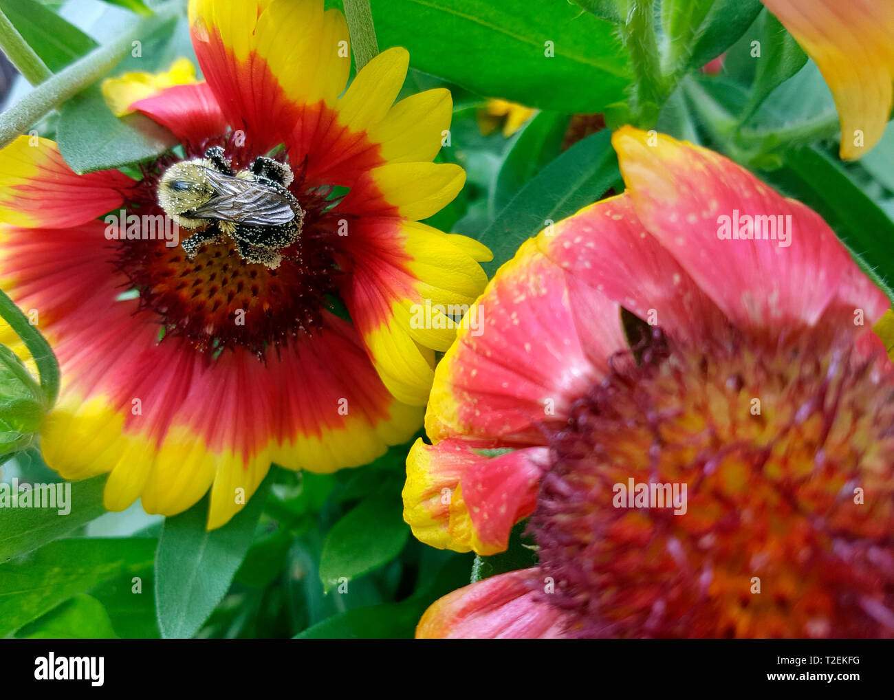 Working bee full of pollen on a flower Stock Photo - Alamy