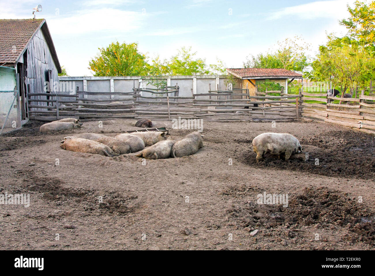 Pigs rolling in mud hi-res stock photography and images - Alamy