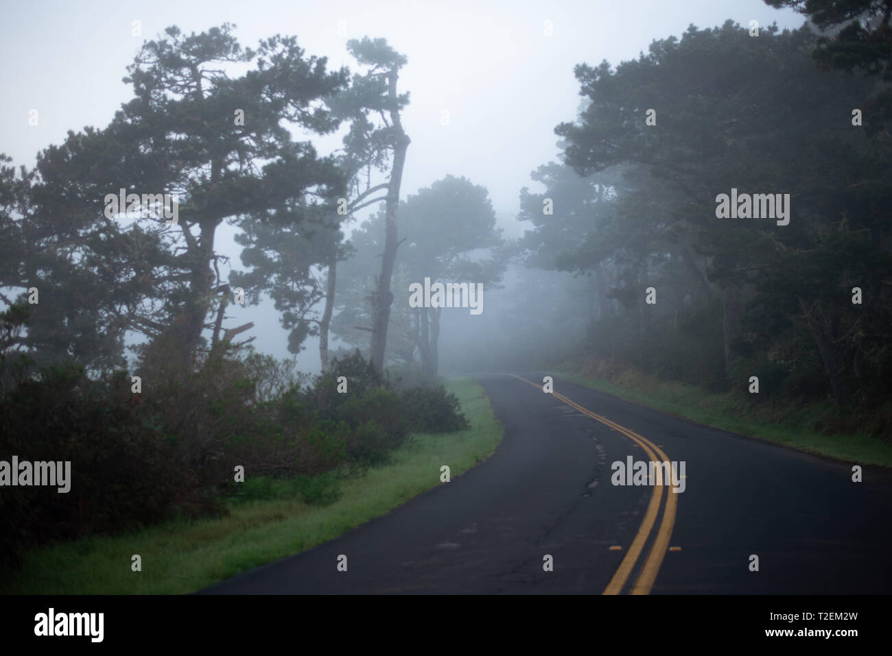 A lonely road winds through the fog and the Monterey pines Stock Photo ...