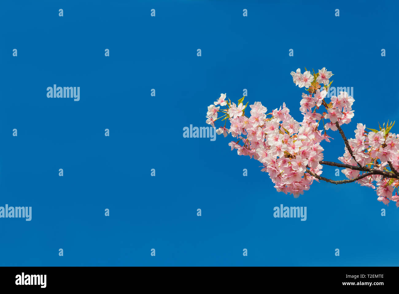 Spring in Japan. The famous cherry tree pink blossom against azure sky ...