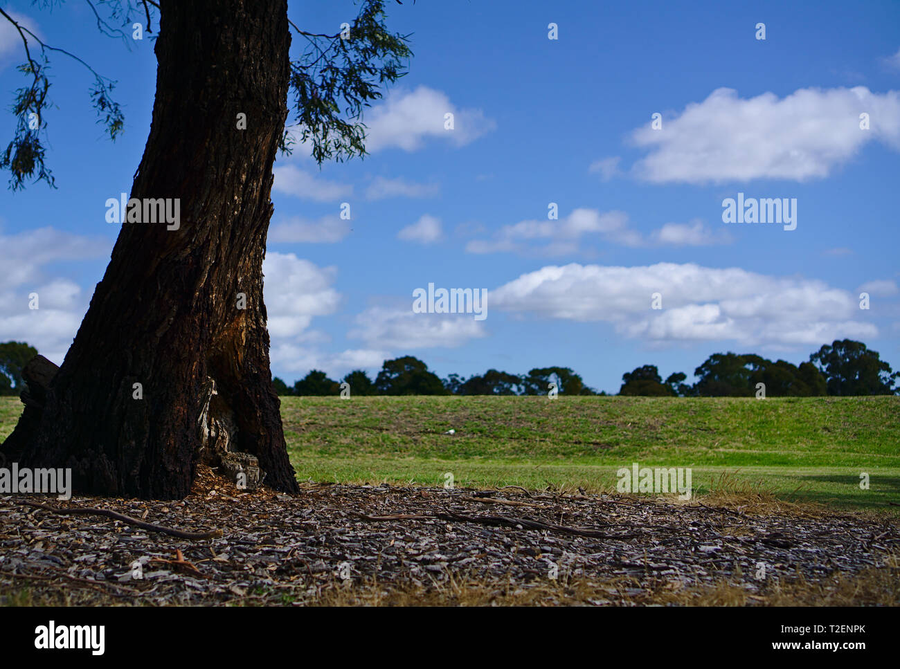 Distant Big Tree High Resolution Stock Photography and Images - Alamy