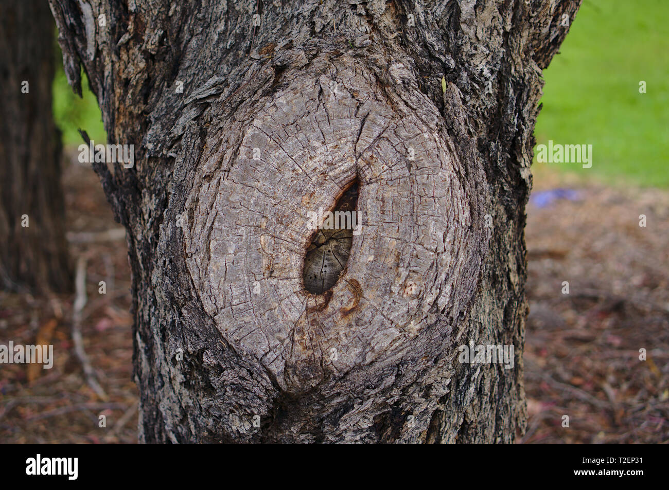 Close up view of old chopped tree brunch with softly blurred natural ...