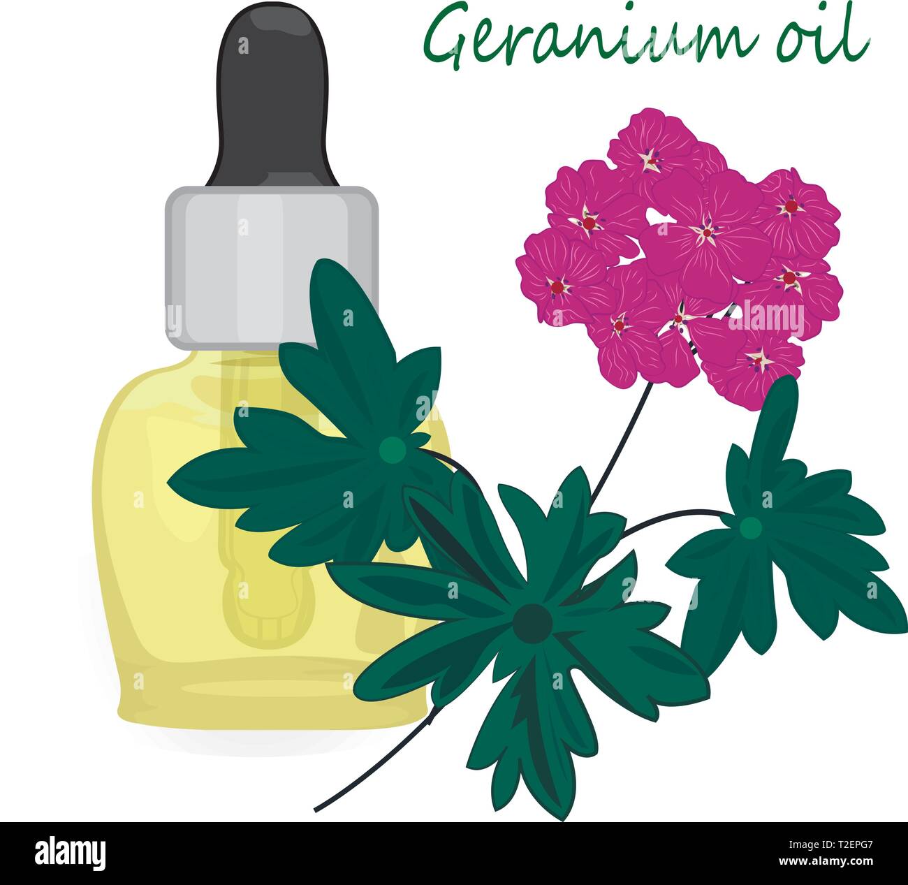 Rose geranium essential oil Stock Vector Images - Alamy