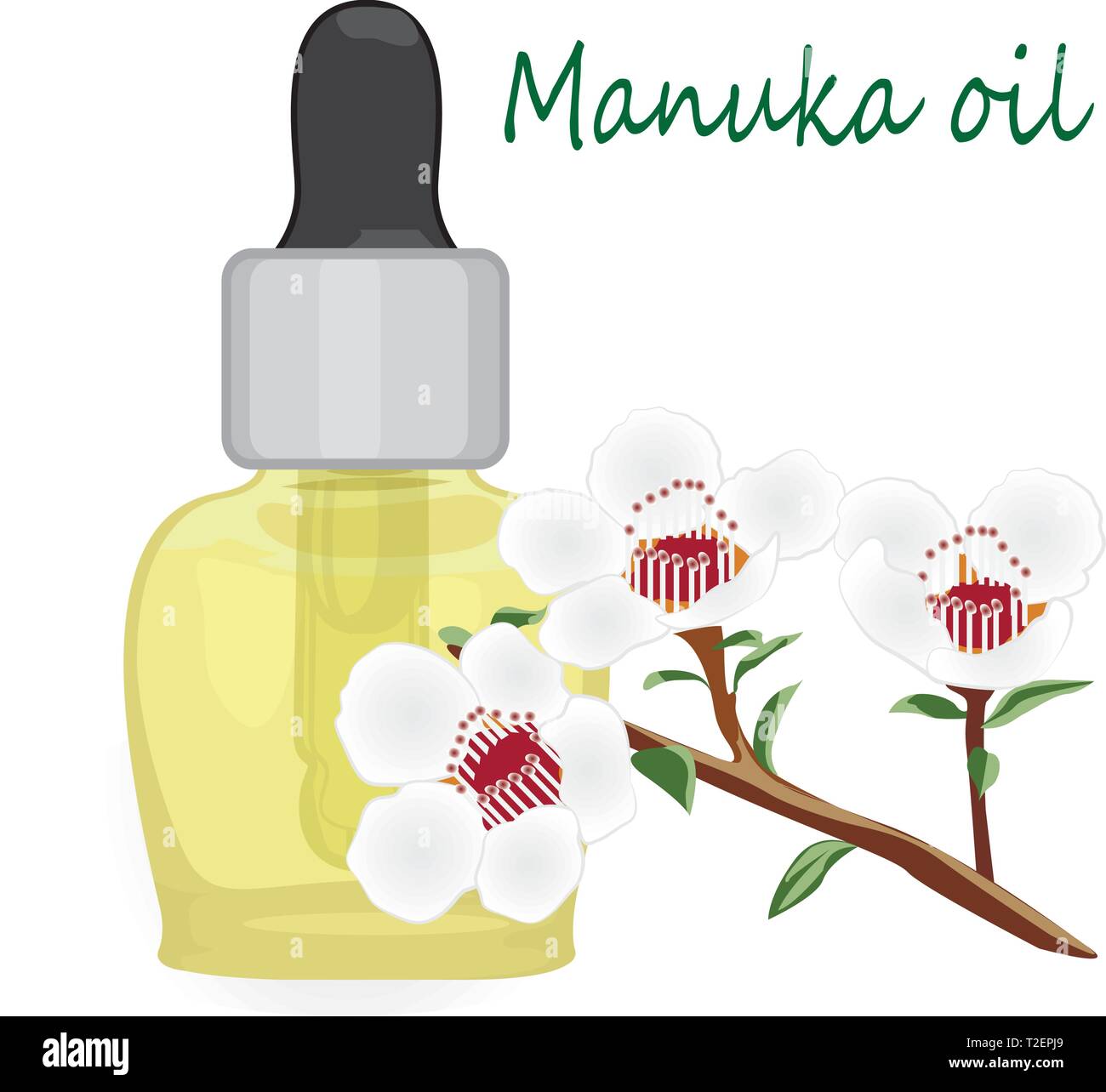 Manuka tree Stock Vector Images - Alamy