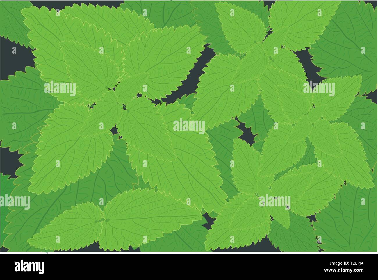 Stinging nettle background Herbal medicine vector illustration Medical ...