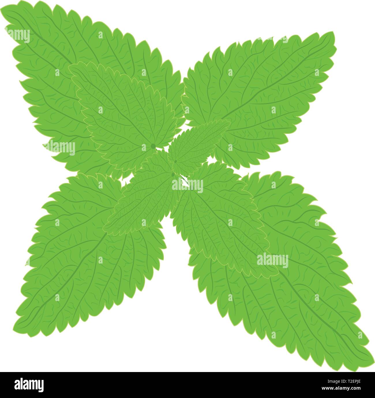 A stinging nettle leaf Stock Vector Images - Alamy