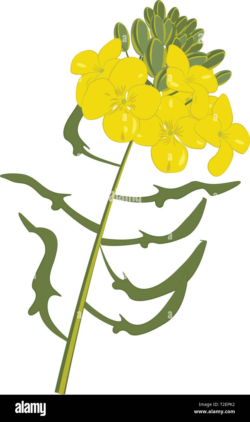 Mustard flower isolated vector illustration on a white background Stock ...