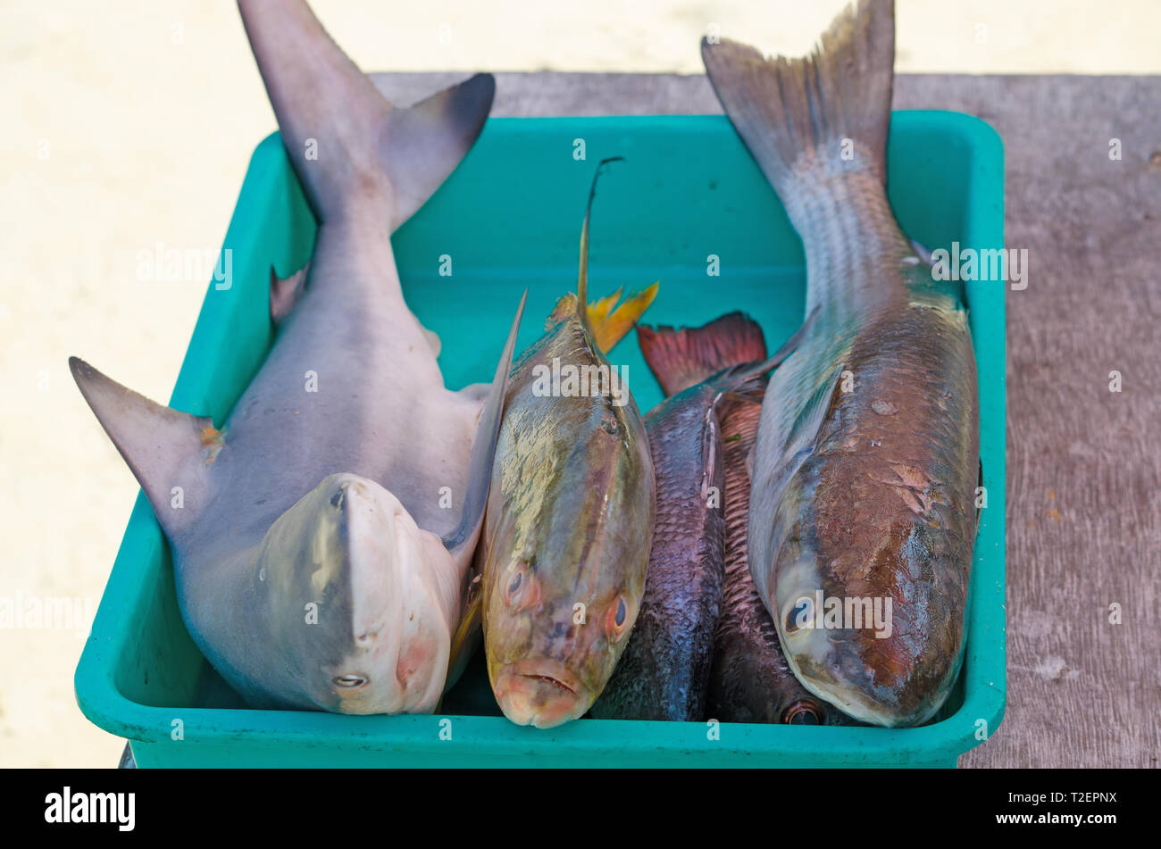 Fresh barracuda fish market hi-res stock photography and images - Alamy
