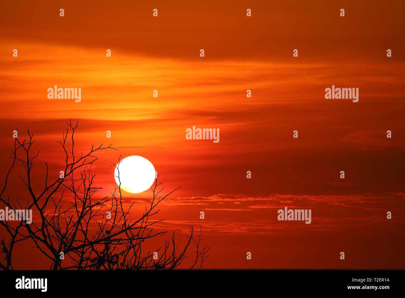 sun falls on the surface of the sea and shadows the branches Stock ...
