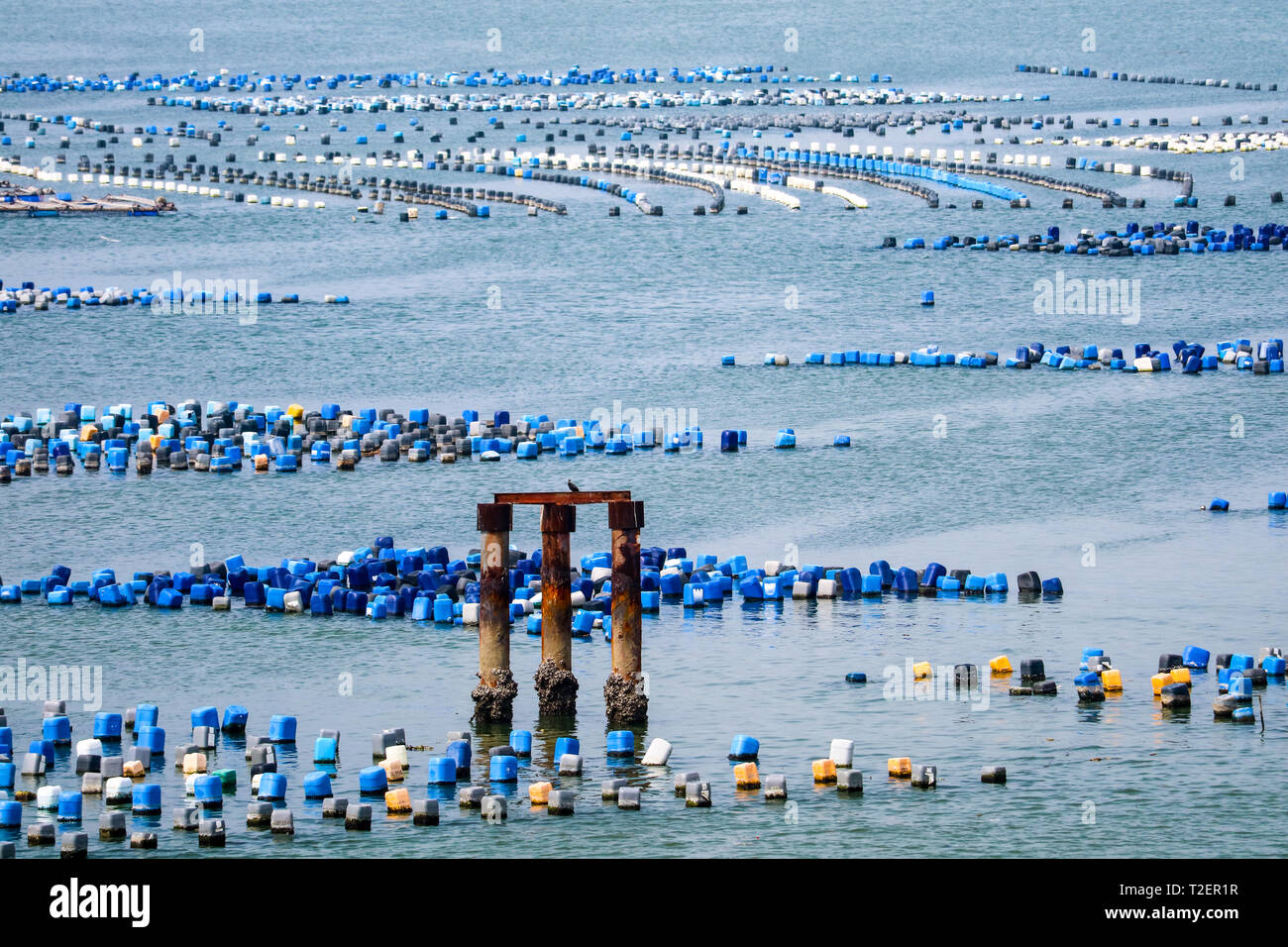 The shellfish farm is made of residual plastic tank with rope under the ...