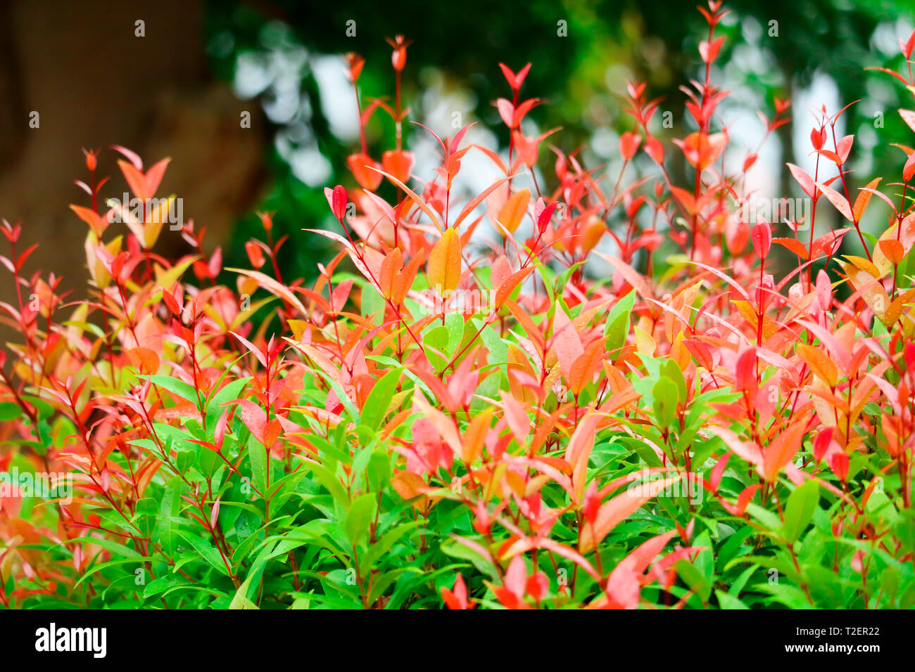 young red leaves Christina was born in the rainy season After that, it ...