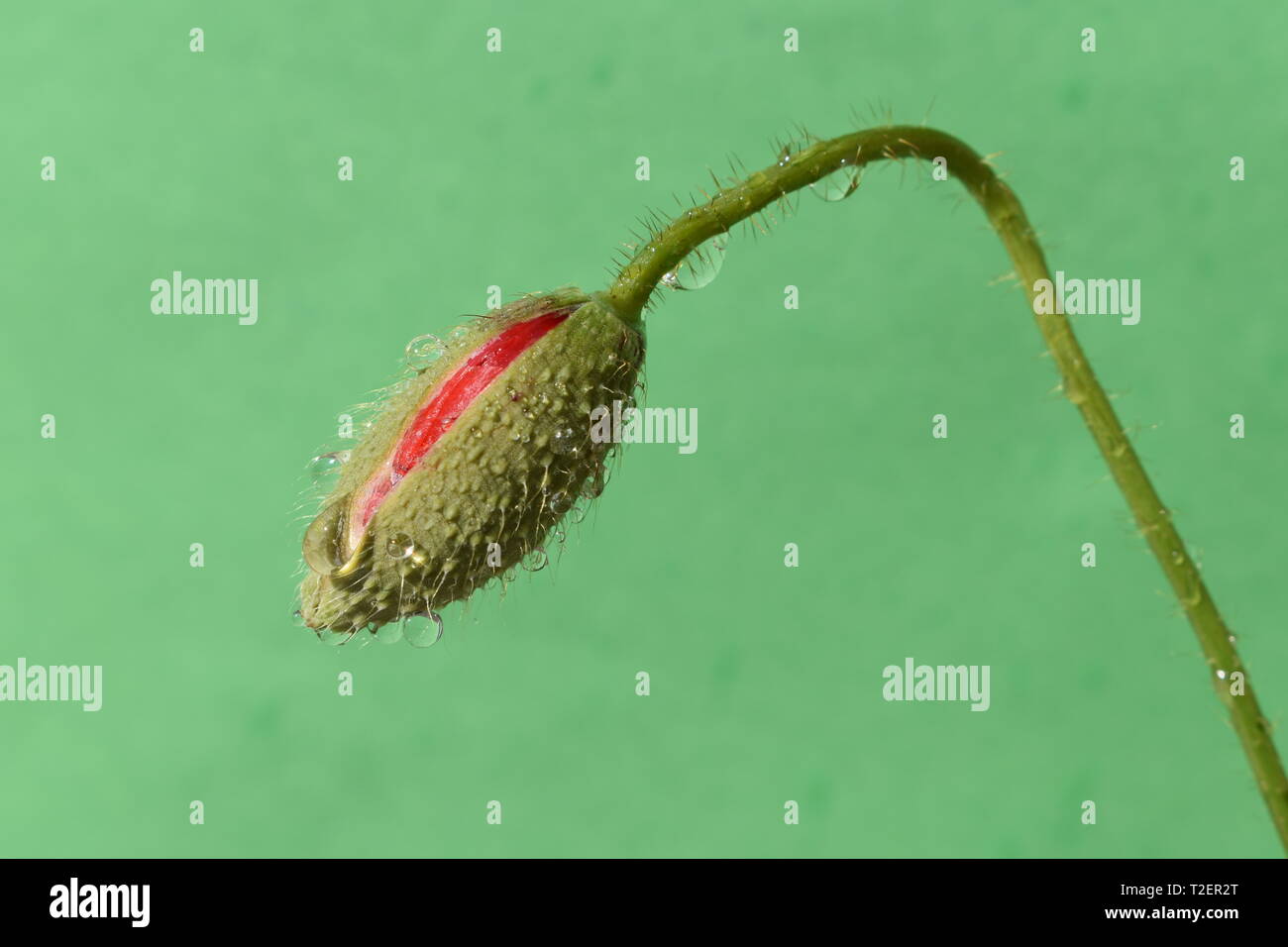 Bud of a red poppy flower with water droplets on it Stock Photo - Alamy